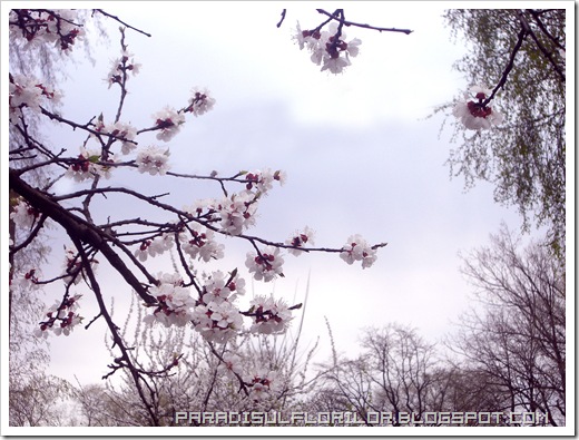 Paradisul Florilor: Copaci infloriti 2009